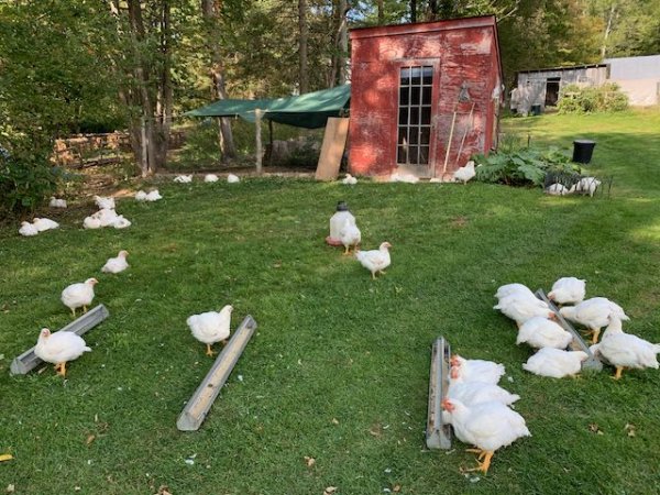 Poultry & Eggs - Northfield Farmers Market